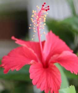 Simple Hibiscus Clay Mask "the botox plant"